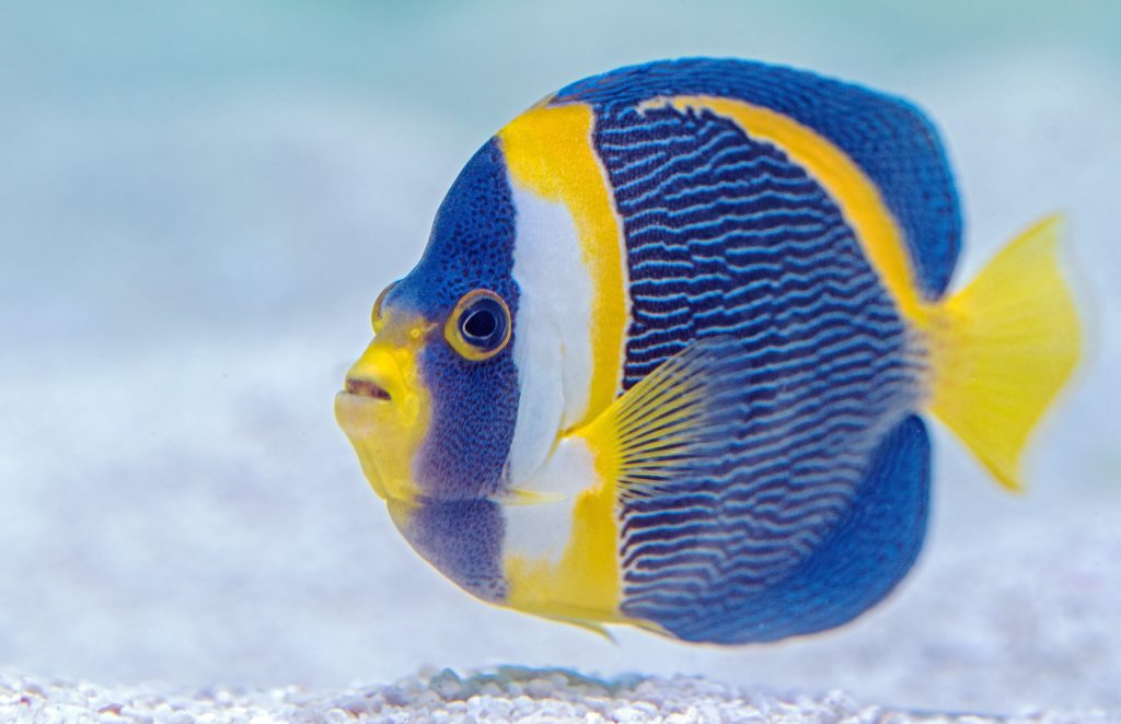 50 Fintastic Fish Puns That Don t Get Any Betta Than This